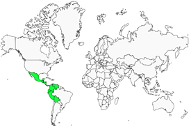 Yellow-billed Cacique - Amblycercus holosericeus