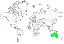 Faucon gris - Falco hypoleucos