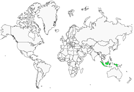 Snoring Rail - Aramidopsis plateni