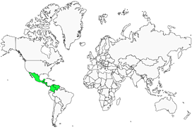 Keel-billed Toucan - Ramphastos sulfuratus