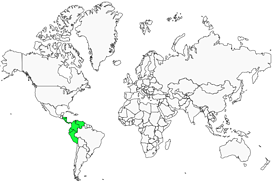 Toucan tocard - Ramphastos ambiguus