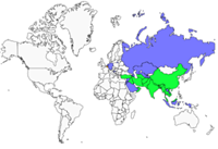 Vanneau indien - Vanellus indicus