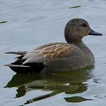 Canard chipeau - Mareca strepera