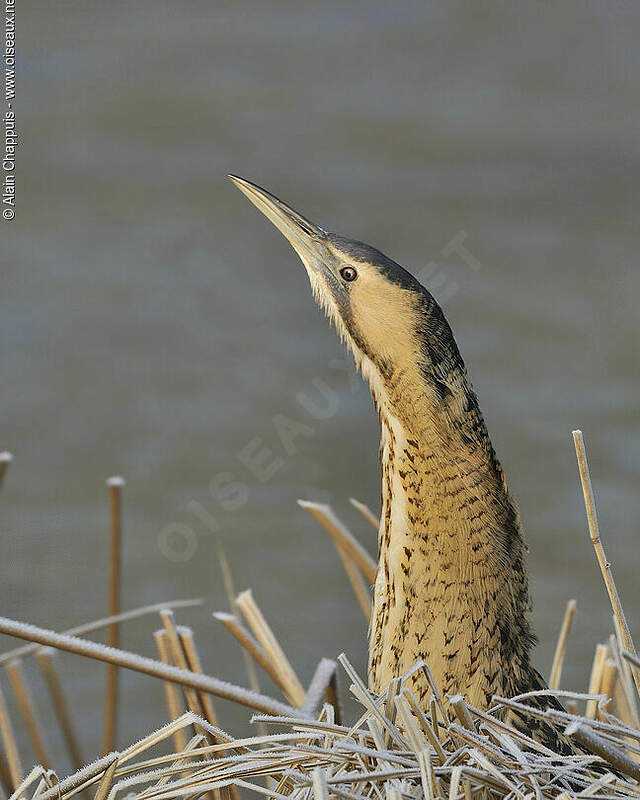 Butor étoilé adulte - alch98882