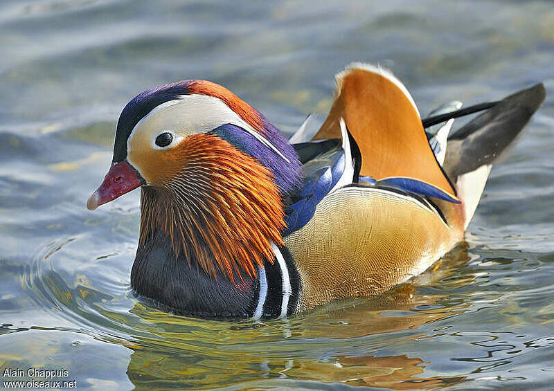 Canard mandarin mâle adulte nuptial - alch97373