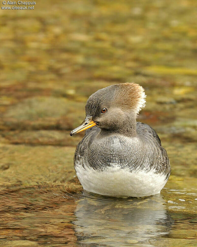 Harle couronné femelle adulte - alch94336