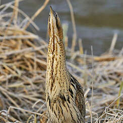 Butor étoilé - Botaurus stellaris