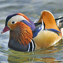 Canard mandarin - Aix galericulata