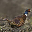 Faisan de Colchide - Phasianus colchicus