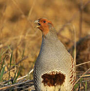 Perdrix grise - Perdix perdix