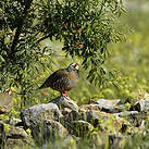 Perdrix rouge - Alectoris rufa