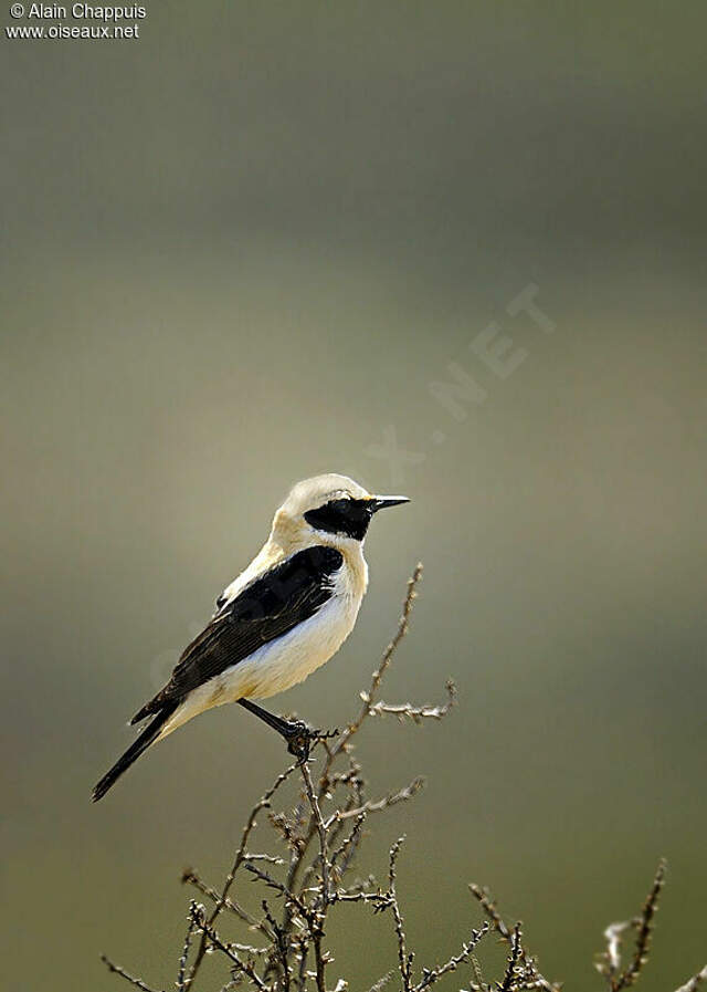Traquet oreillard mâle adulte nuptial - alch124117
