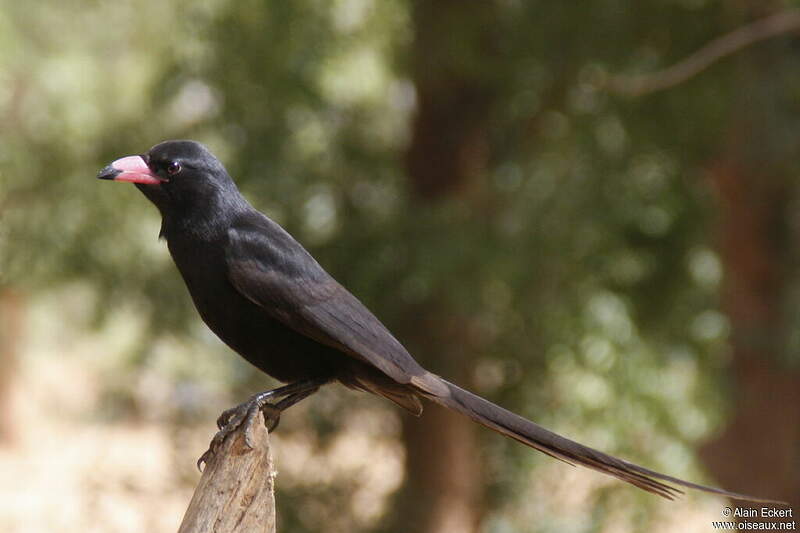 Piapiac - Ptilostomus afer juvenile - alec60316
