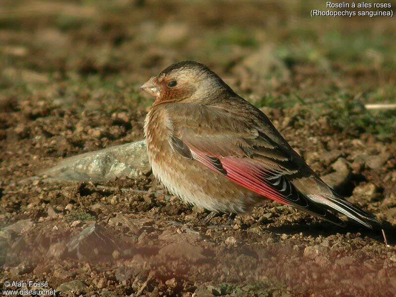 Roselin à ailes roses - alfo2418