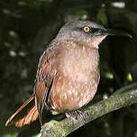 Brown Trembler - Cinclocerthia ruficauda