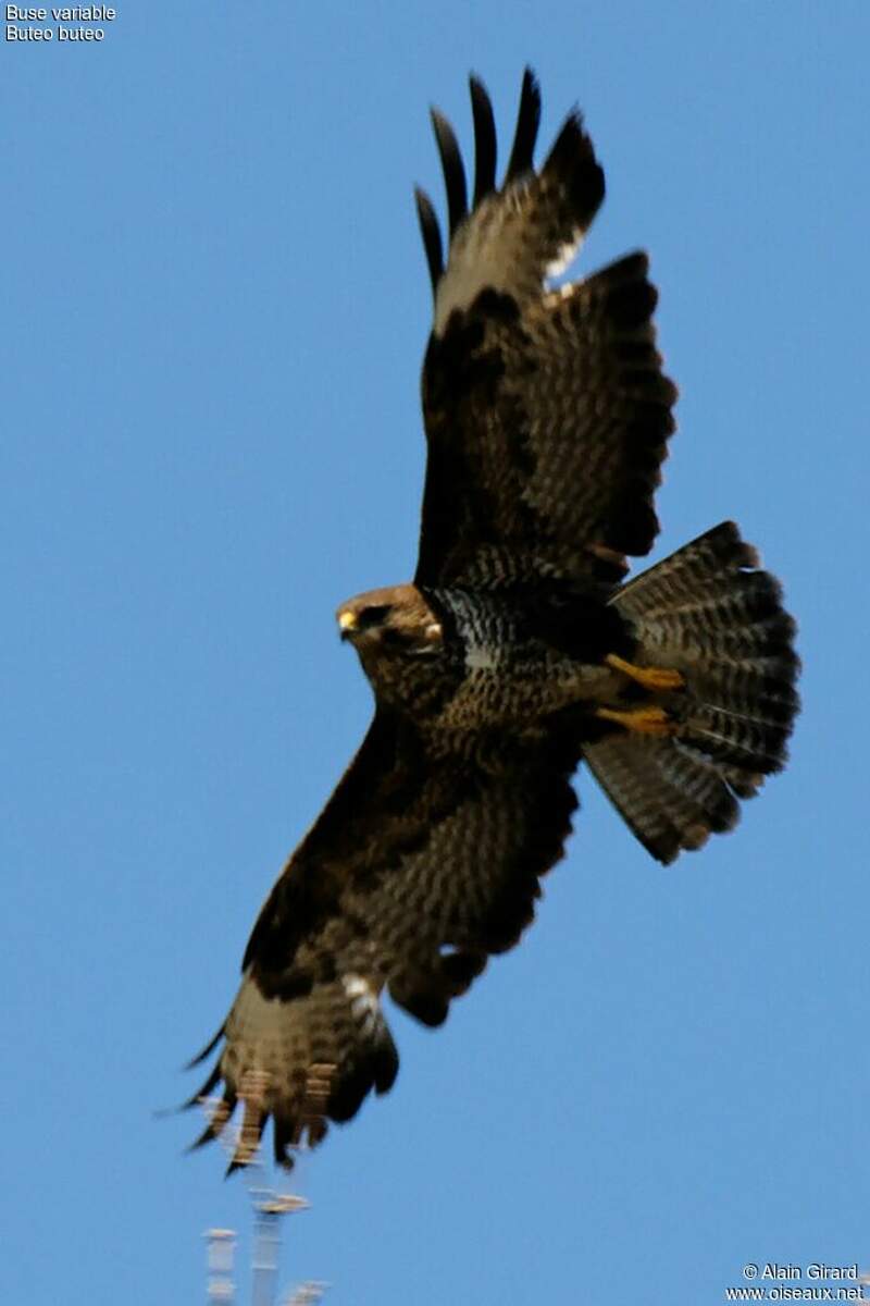 Buse variable - algi17761