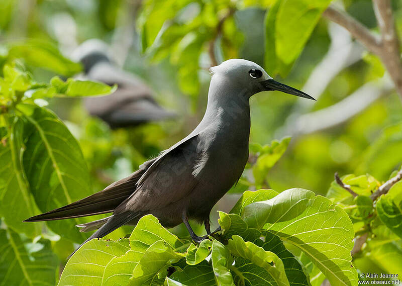 Lesser Noddy - Anous tenuirostris - alje104022
