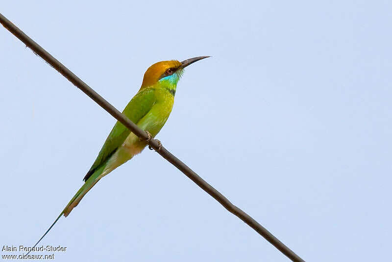 Asian Green Bee-eater - Merops orientalis adult breeding - alrs67515