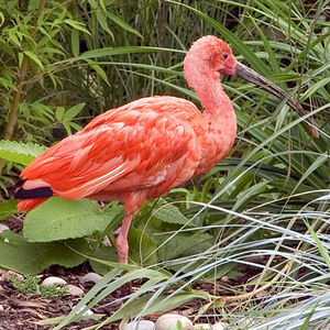 Ibis rouge - Eudocimus ruber