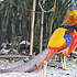 Golden Pheasant - Pictures, page 1