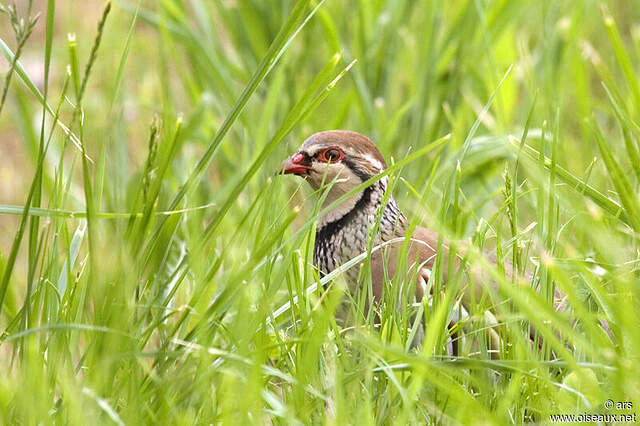 Perdrix rouge - alrs67794