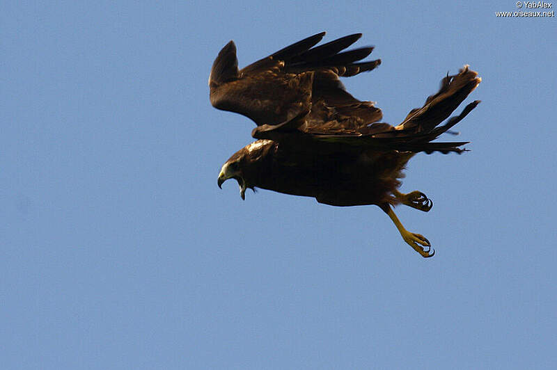 Reunion Harrier - Circus maillardi immature - alya82069