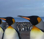 Sphénisciformes - Oiseaux.net