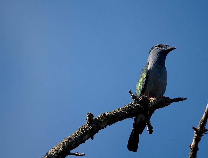 Cuckoo-roller - Leptosomus discolor male - alla172250
