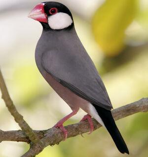 Java Sparrow : Pictures.