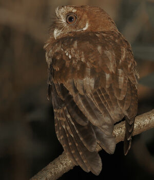 Puerto Rican Screech Owl - Megascops nudipes
