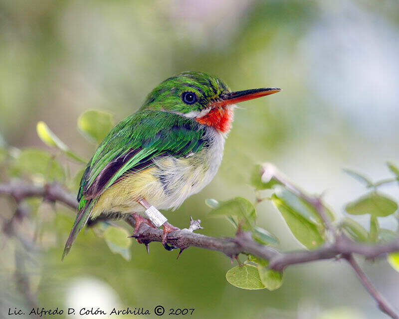 Puerto Rican Tody - Todus mexicanus - alca39427
