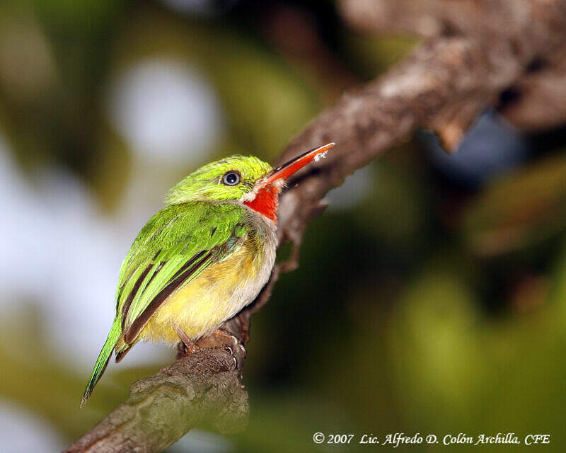 Puerto Rican Tody - Todus mexicanus - alca36413