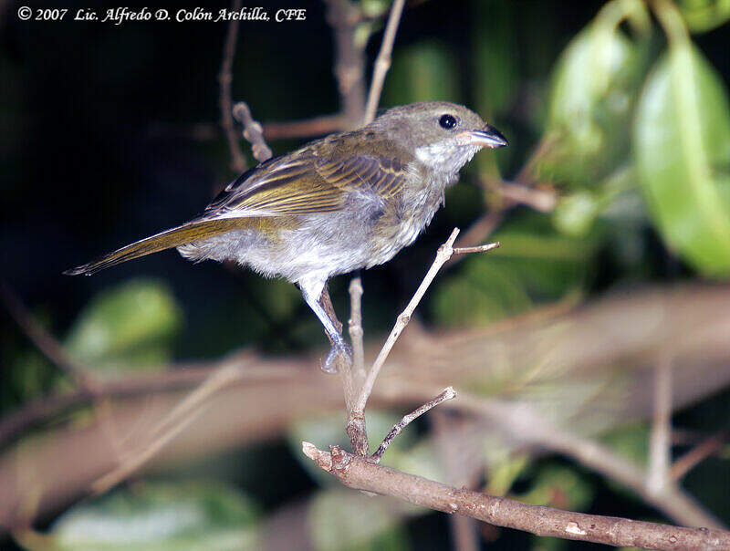 Puerto Rican Spindalis - Spindalis portoricensis female adult - alca30150