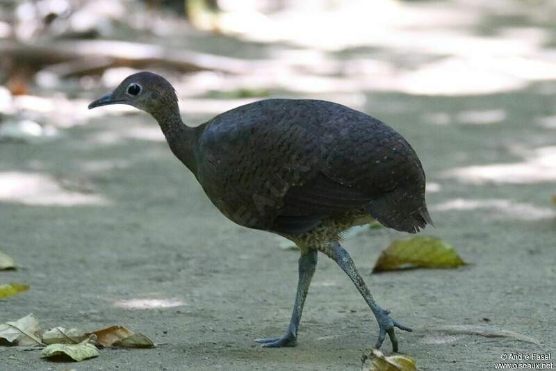 Little Tinamou - Crypturellus soui - anfa262934