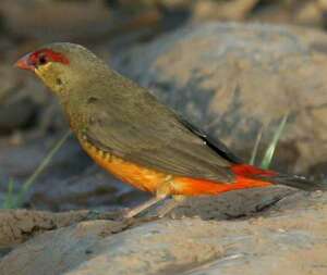 Bengali zébré - Amandava subflava