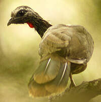 Bearded Guan - Penelope barbata