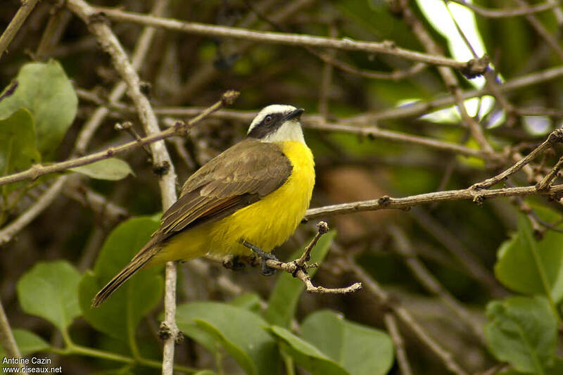 White-ringed Flycatcher - Conopias albovittatus adult - anca30542