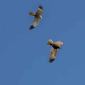 Busard des roseaux - Circus aeruginosus
