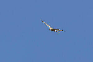 Busard des roseaux - Circus aeruginosus