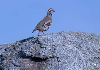 Perdrix rouge mâle adulte - anco359349