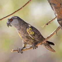 Perroquet de Rüppell - Poicephalus rueppellii