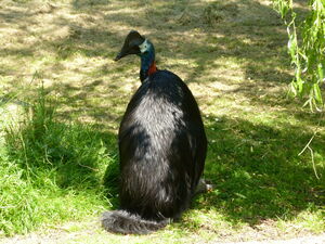 Dwarf Cassowary - Casuarius bennetti