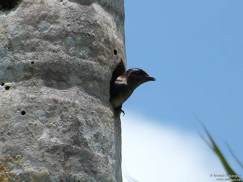 Hirondelle de Cuba - adel256108
