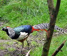 Faisan de Lady Amherst - Chrysolophus amherstiae