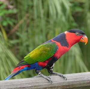 Lori tricolore - Lorius lory