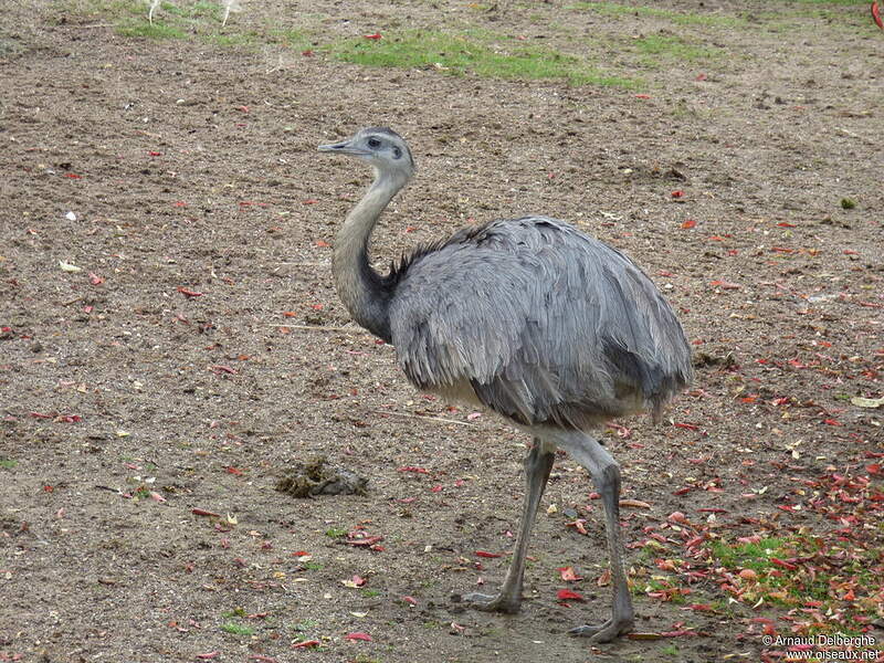 Nandou d'Amérique - adel235584