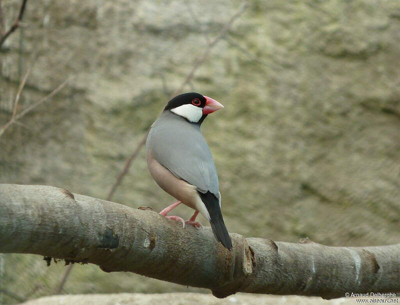 Padda de Java - adel258368