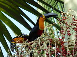 Toucan ariel - Ramphastos vitellinus ariel