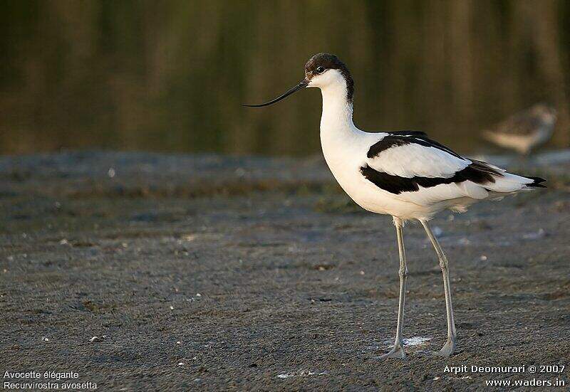 Avocette élégante - arde45035