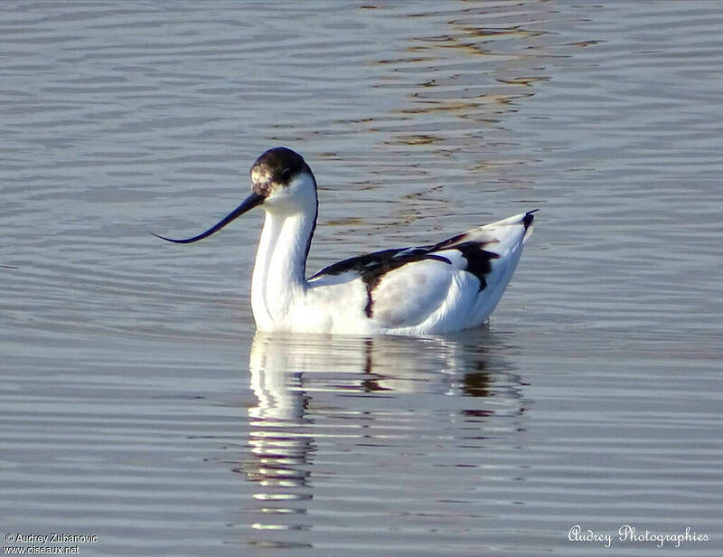 Avocette élégante adulte - auzu302531